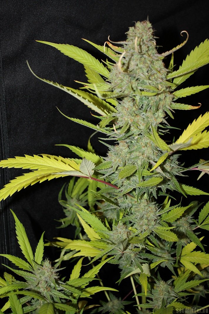 Galerie des Variétés: CBD Critical Mass (CBD Crew) PIC #12722 by CBD Crew