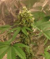 Blue Dream (Clone Only Strains) :: Cannabis Strain Info :: SeedFinder.eu