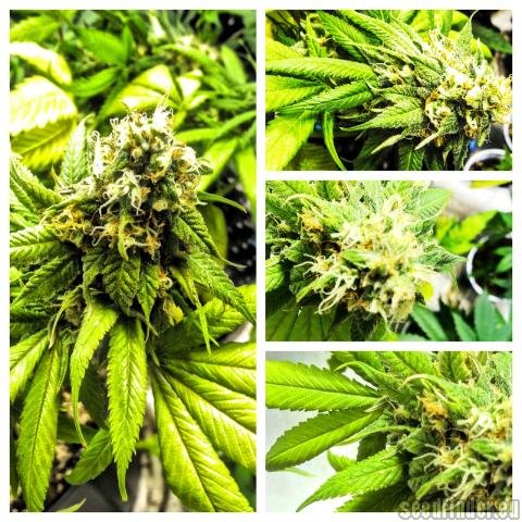 Galerie des Variétés: Blue Hash (Dinafem) PIC #2348 by Dinafem