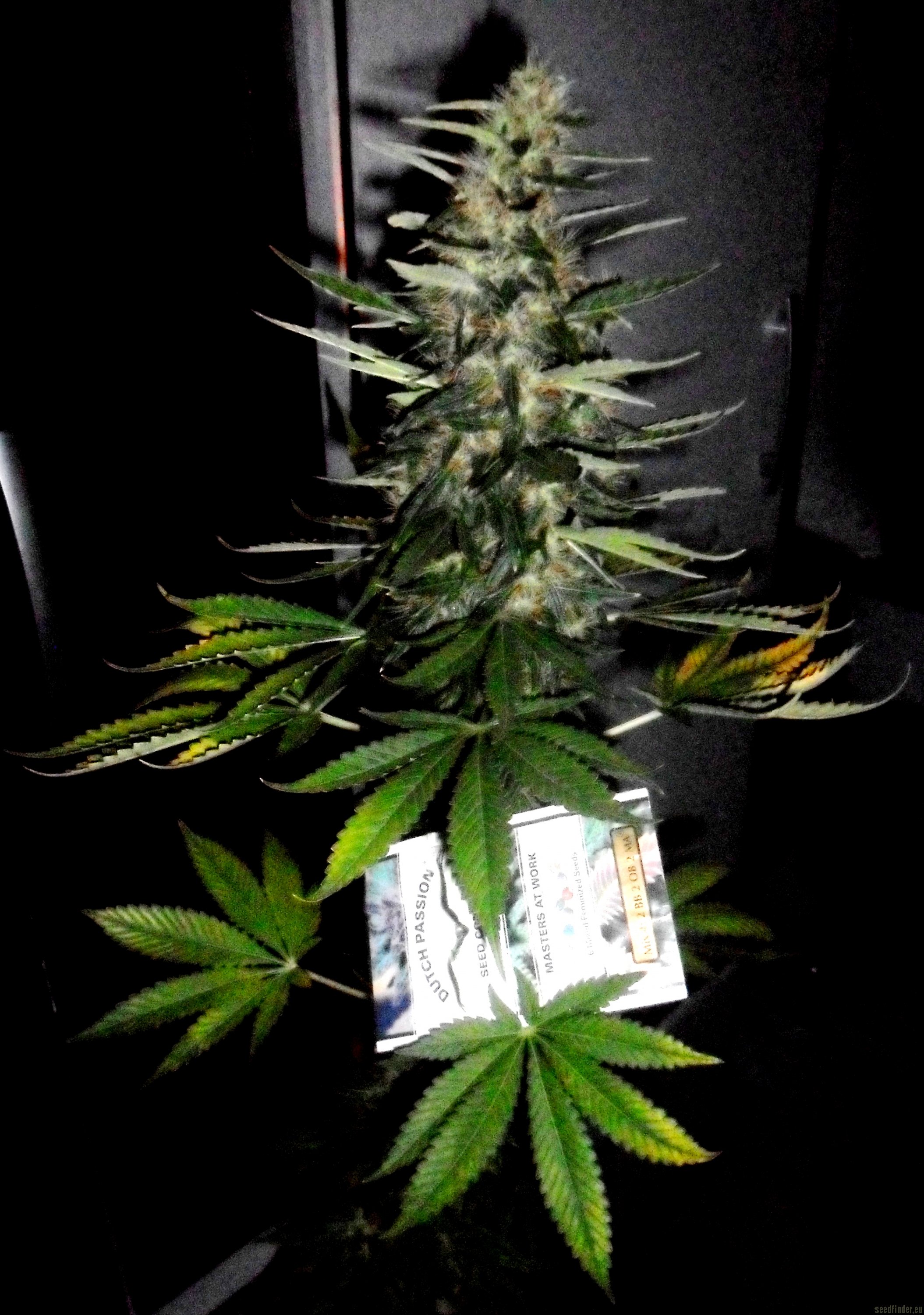 Strain-Gallery: Mazar (Dutch Passion) PIC #1986 by Dutch Passion