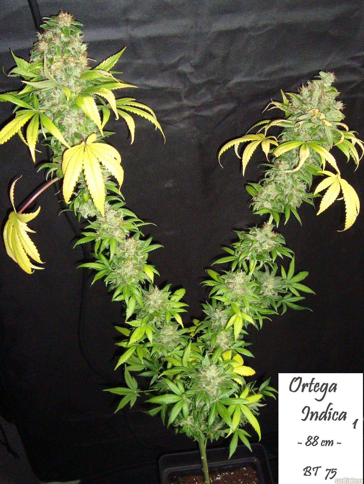 Strain-Gallery: Ortega Indica (Dutch Passion) PIC #4855 by Dutch Passion