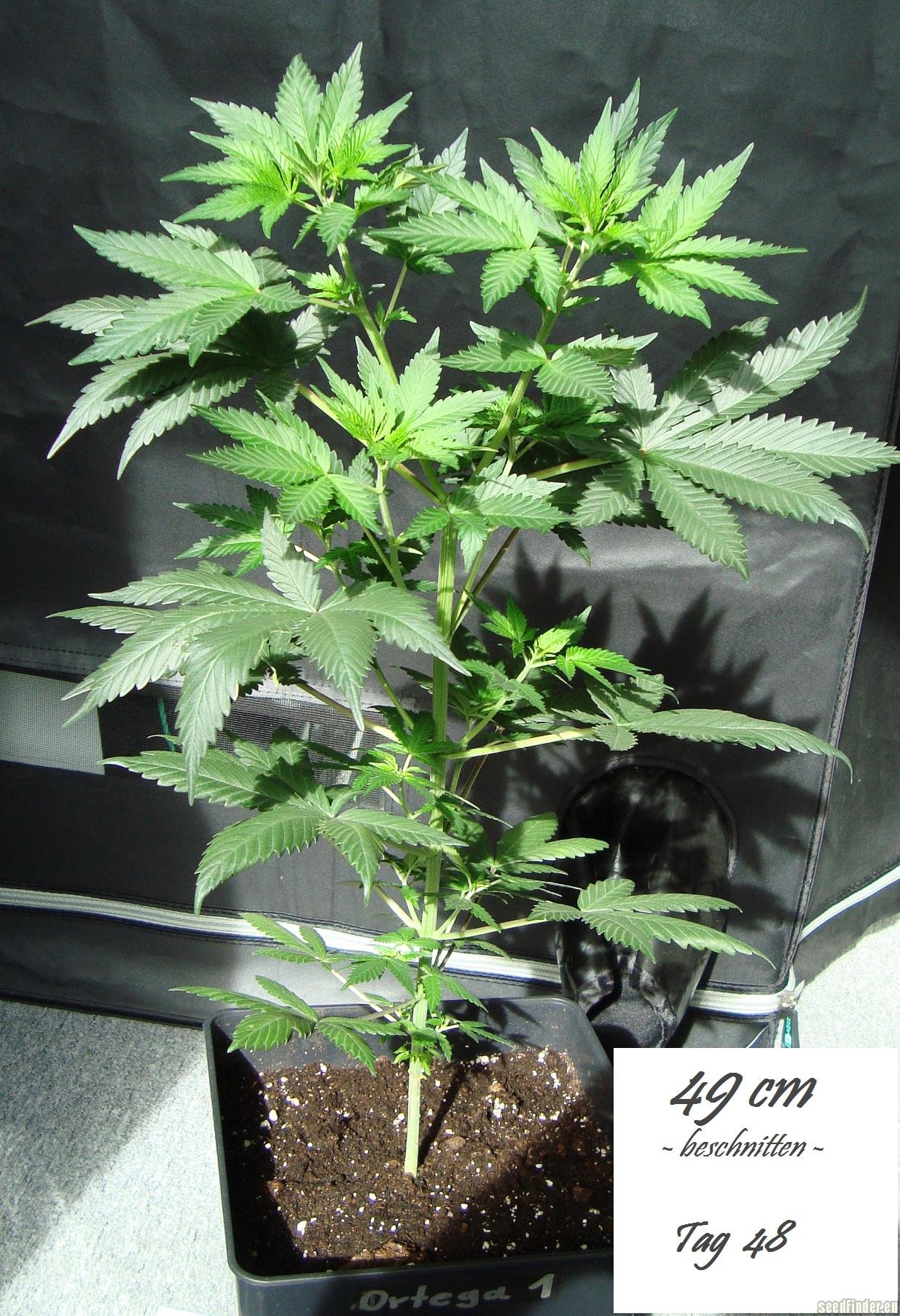 Strain-Gallery: Ortega Indica (Dutch Passion) PIC #4851 by Dutch Passion