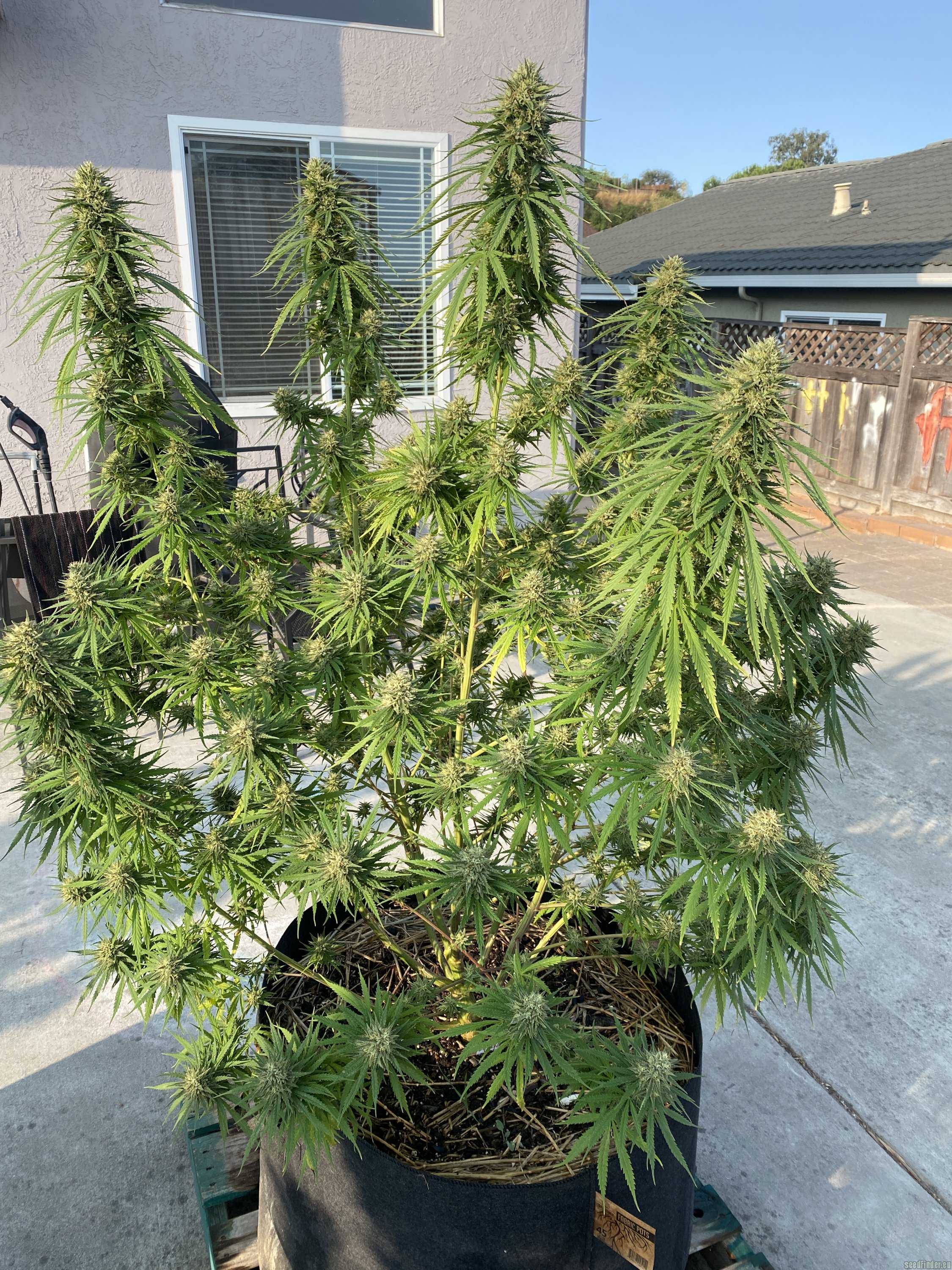 Strain-Galerie: Cinderella 99 (G13 Labs) PIC #18414 von G13 Labs
