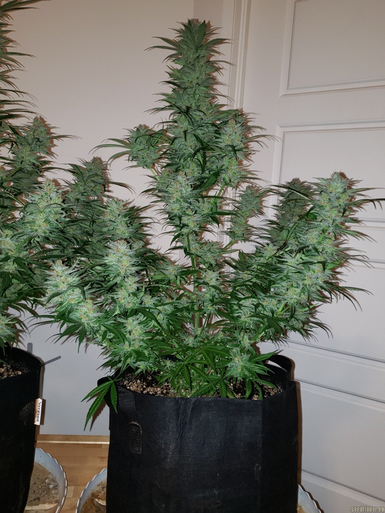 Strain-Galerie: Cinderella 99 (G13 Labs) PIC #19945 von G13 Labs