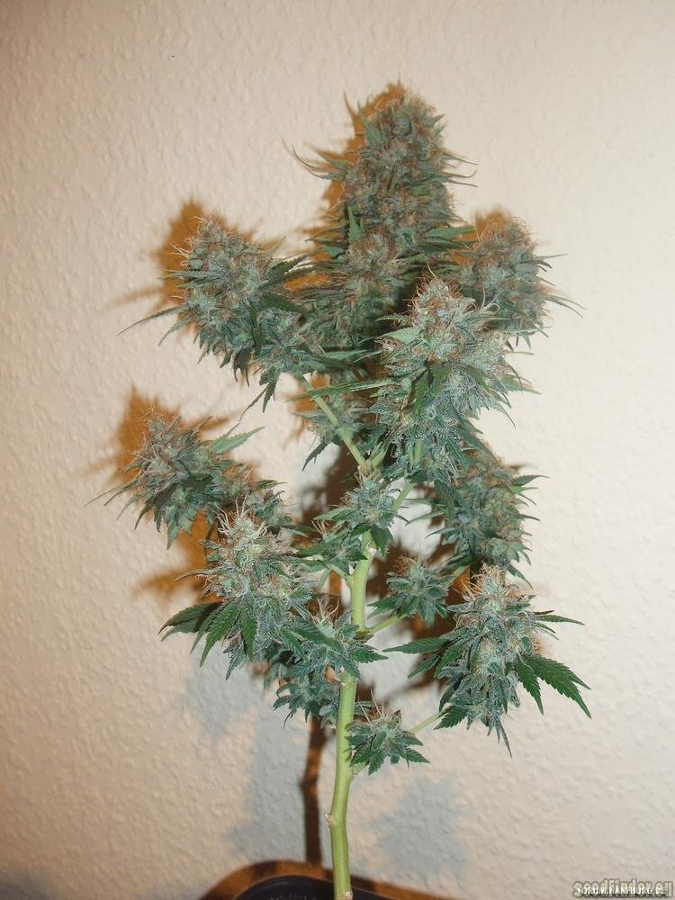 Strain-Galerie: Double Dutch (Magus Genetics) PIC #1662 von Magus Genetics