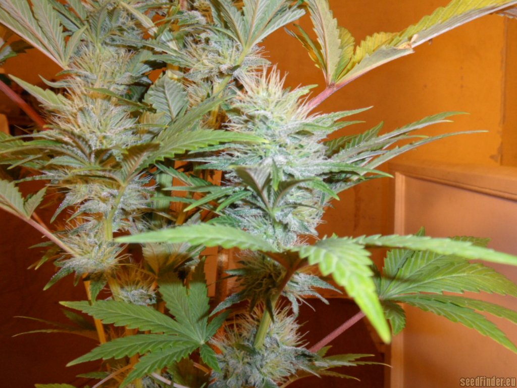 Strain-Gallery: Satori (Mandala Seeds) PIC #3932 by Mandala Seeds