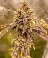 Motor Breath Mintz (Ohms Seeds) :: Cannabis Strain Info :: SeedFinder.eu