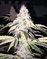Motor Breath Mintz (Ohms Seeds) :: Cannabis Strain Info :: SeedFinder.eu