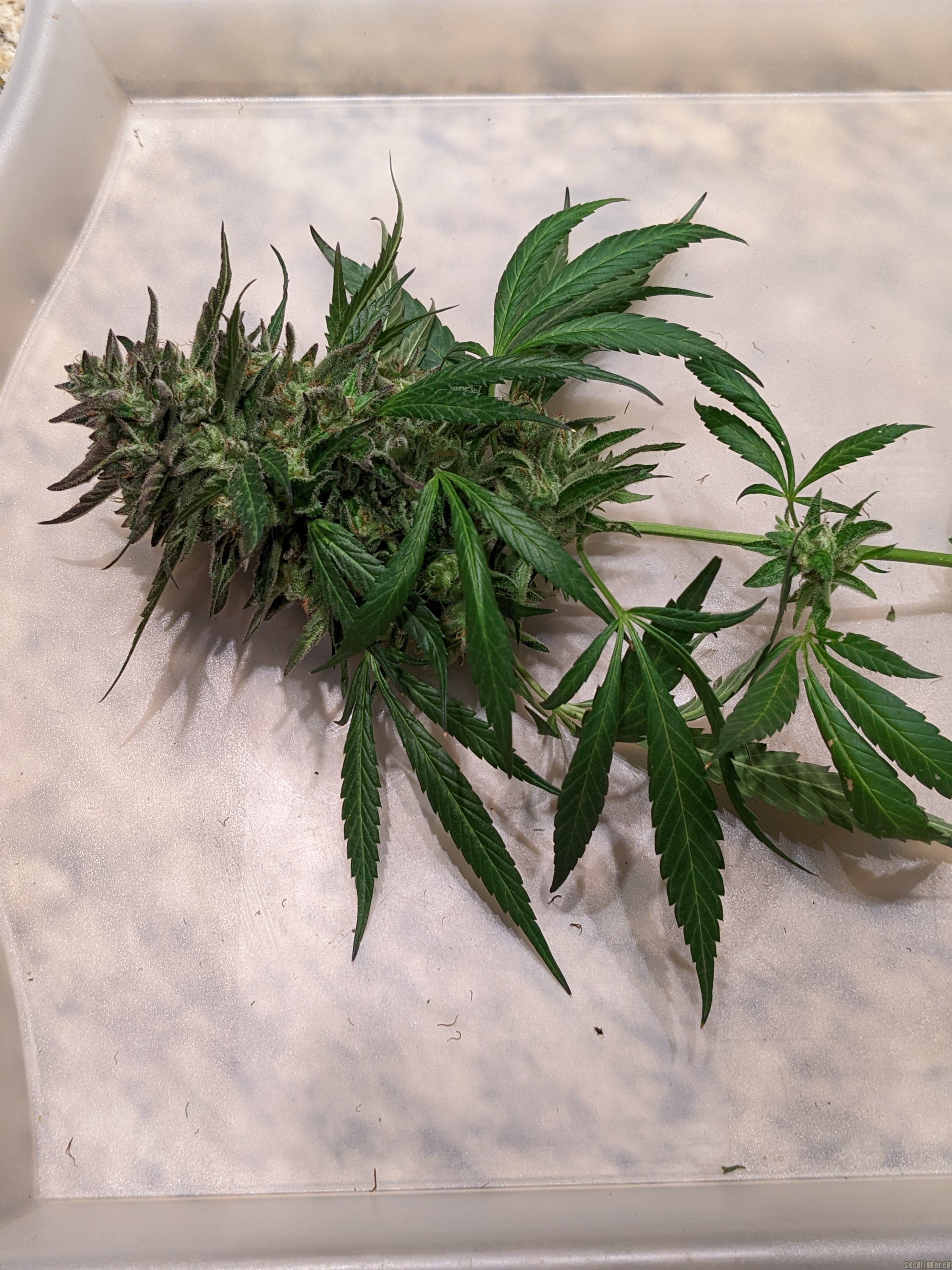 Strain-Galerie: Oregon Grown OG (Oregon Green Seed) PIC #26596 von ...