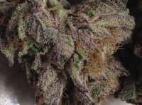 Animal Mints Bx1 (Seed Junky Genetics) :: Cannabis Strain Info ...