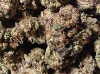 Animal Mints Bx1 (Seed Junky Genetics) :: Cannabis Strain Info ...