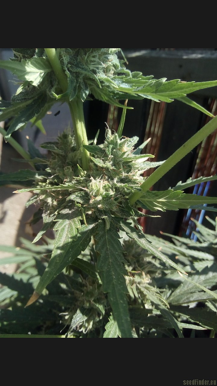 Strain-Gallery: Cream Mandarine XL Auto (Sweet Seeds) PIC #13763 by ...