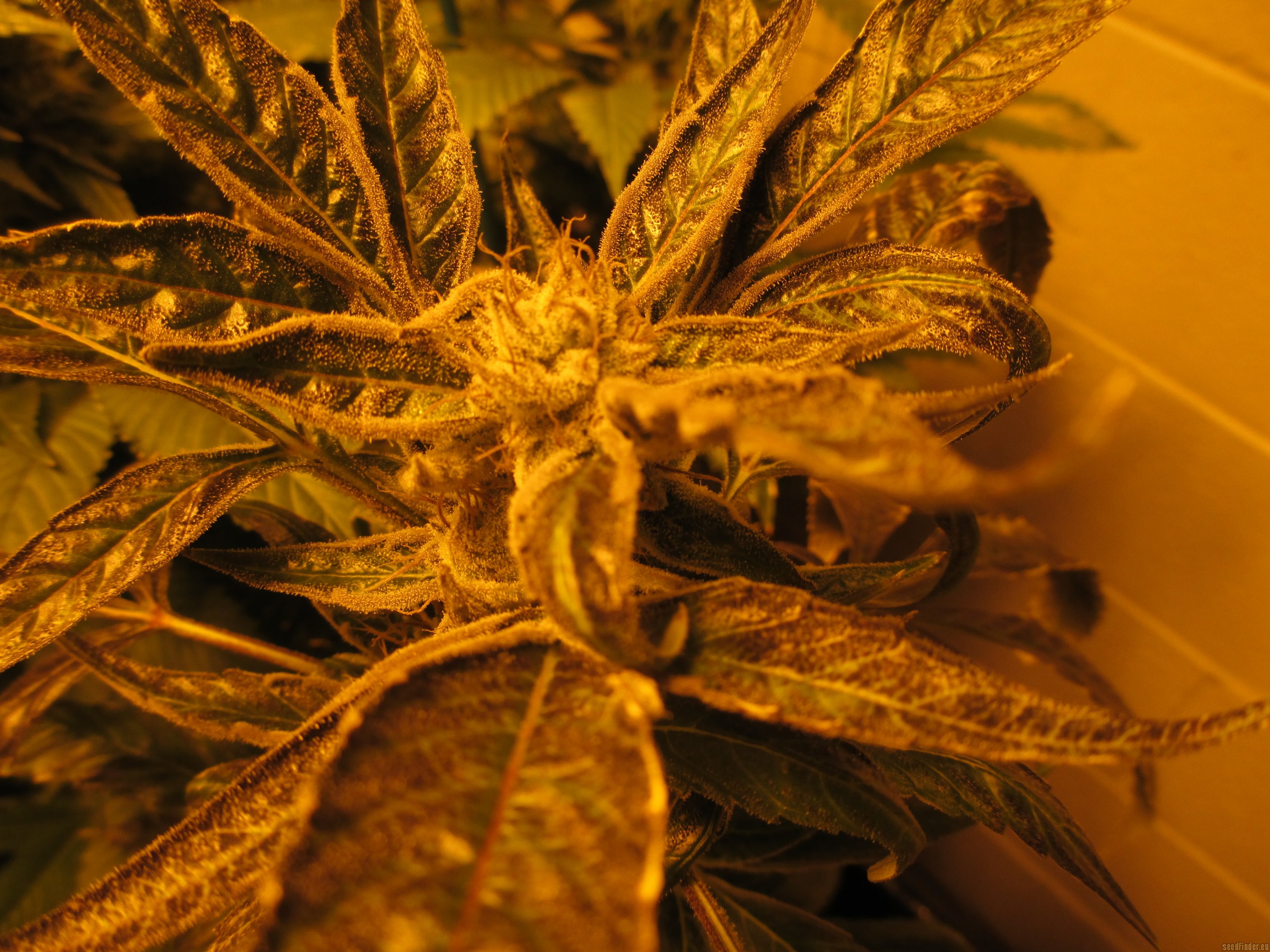 Strain-Gallery: Corleone Kush (The Cali Connection) PIC #4138 by The ...