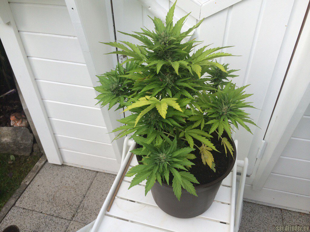 Strain-Gallery: White Diesel Haze Automatic (White Label) PIC #7840 by ...